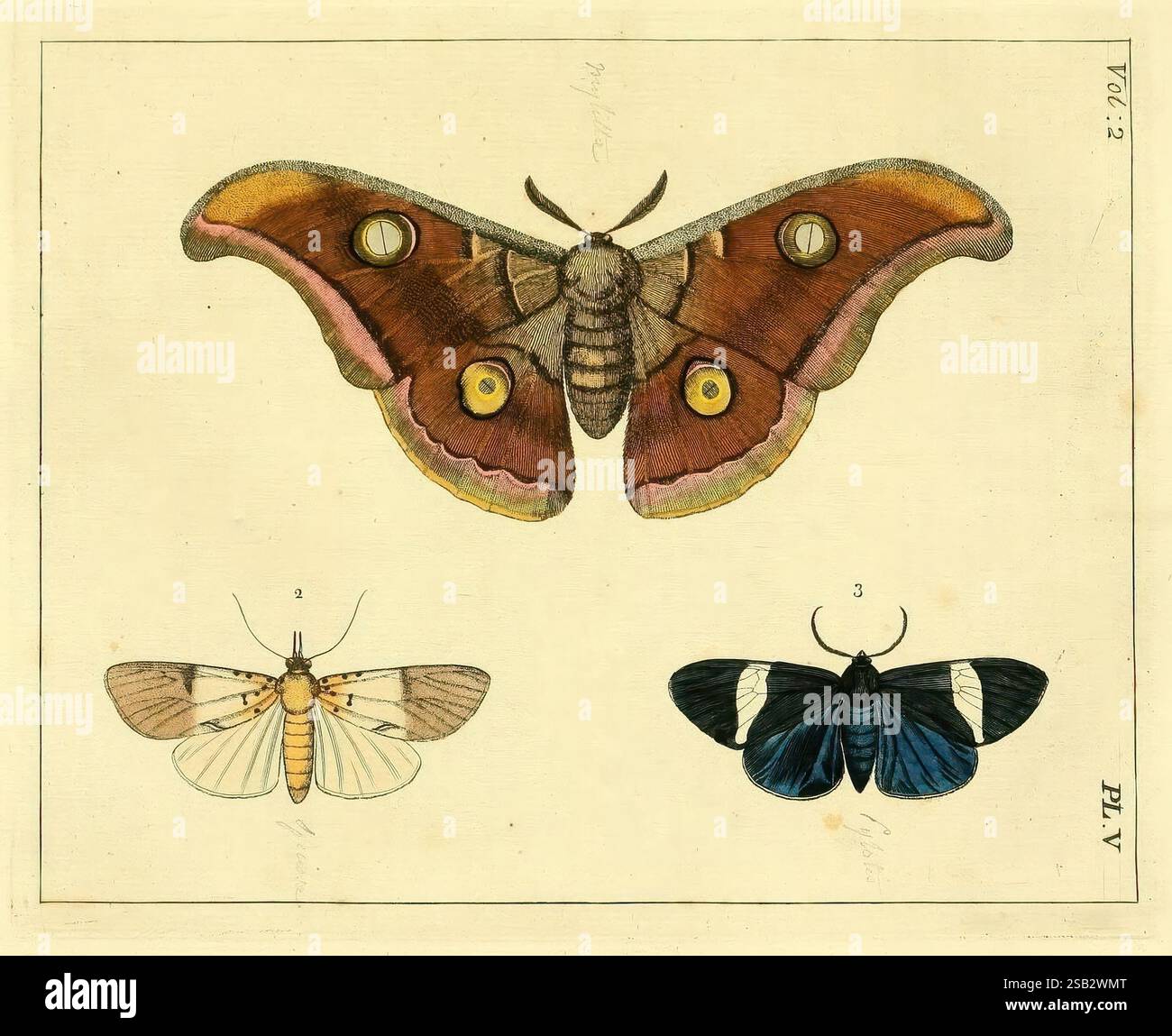 Another moth completes hi-res stock photography and images - Alamy