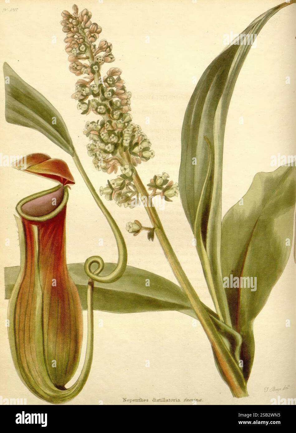 Elongated pitcher shaped structure hi-res stock photography and images ...