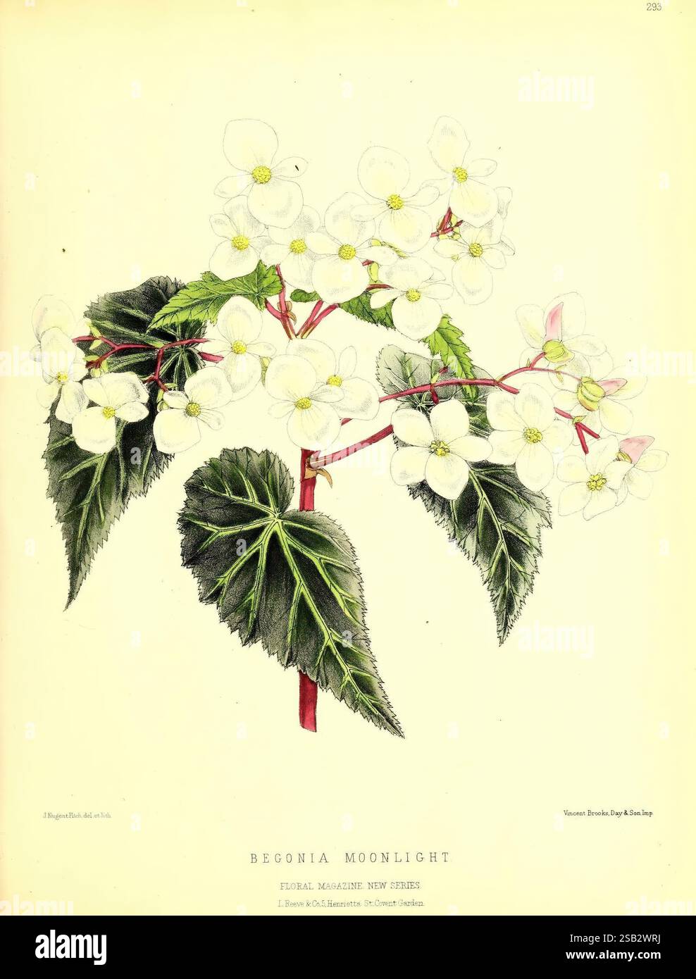 Begonia moonlight hi-res stock photography and images - Alamy