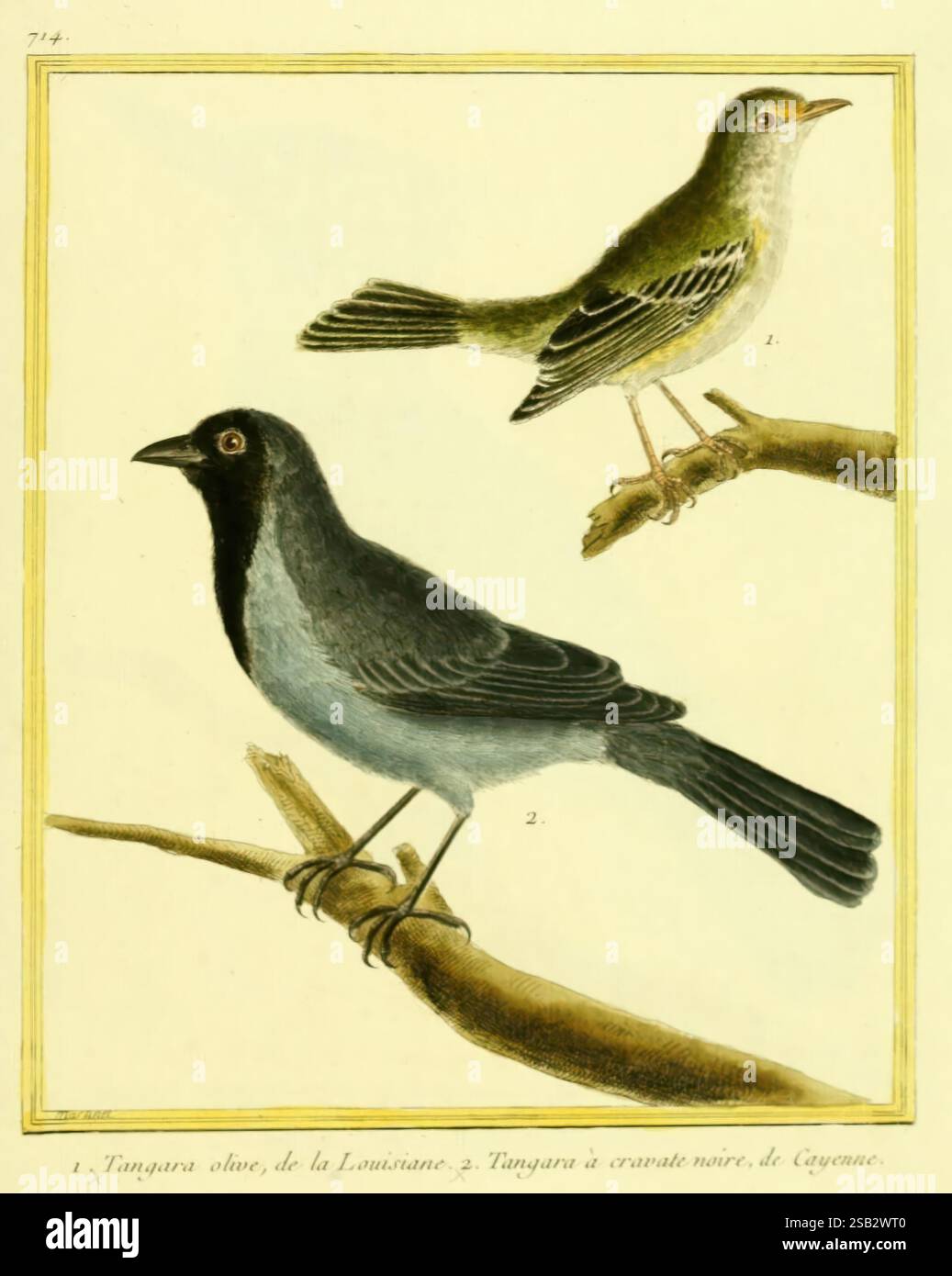 Strong straight beak hi-res stock photography and images - Alamy