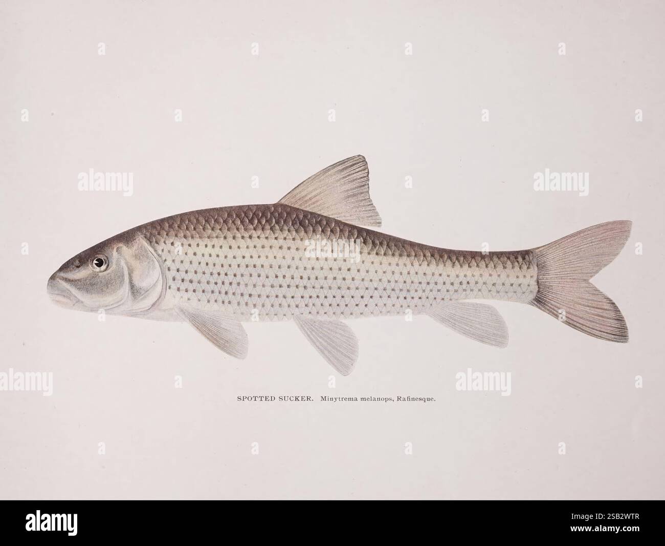 Sample, plates, of, Illinois, fishes. [Urbana? Ill.] c1903, fishes ...