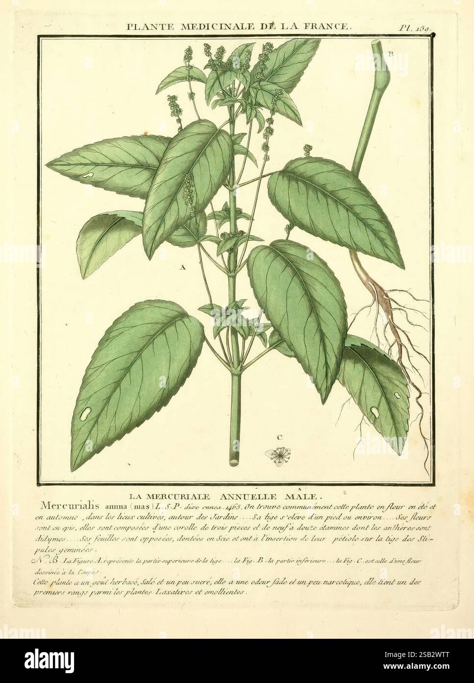 Male annual mercury plant hi-res stock photography and images - Alamy