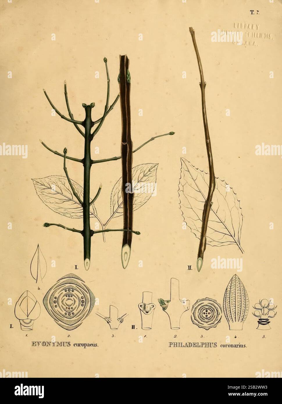 Spindle tree european spindle tree philadelphus coronarius mock hi-res ...