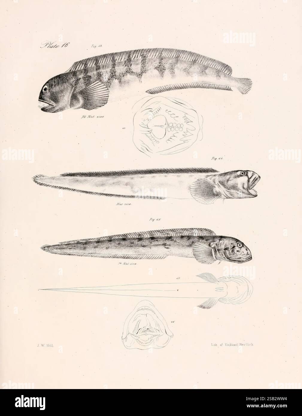 Zoology of New York, Albany, W. & A. White & J. Visscher, 1842-44 ...