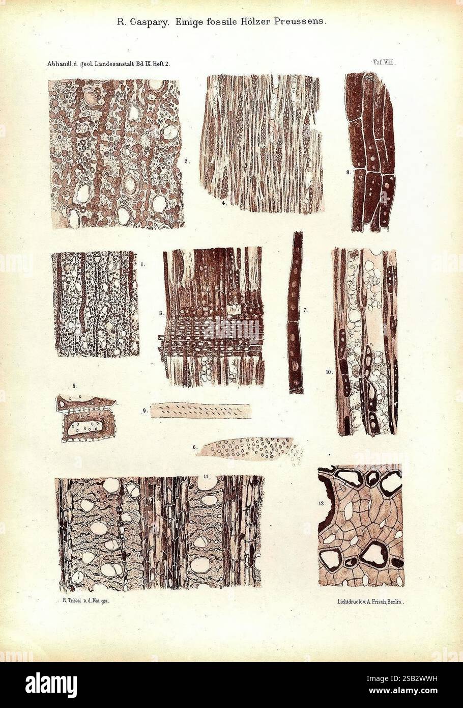 Fossilized wood cross sections hi-res stock photography and images - Alamy