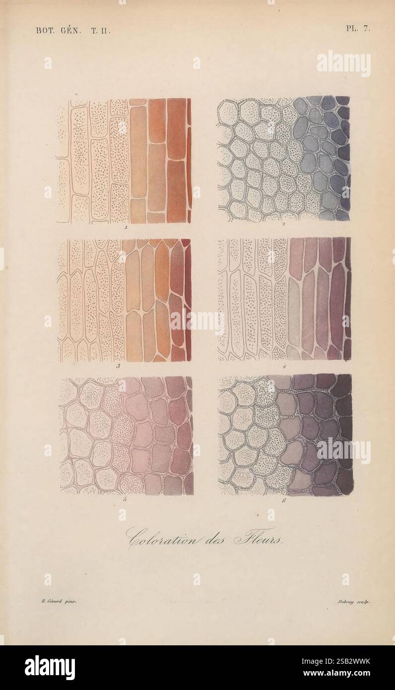 Traité de botanique générale, Paris, botany, pictorial works, plants ...