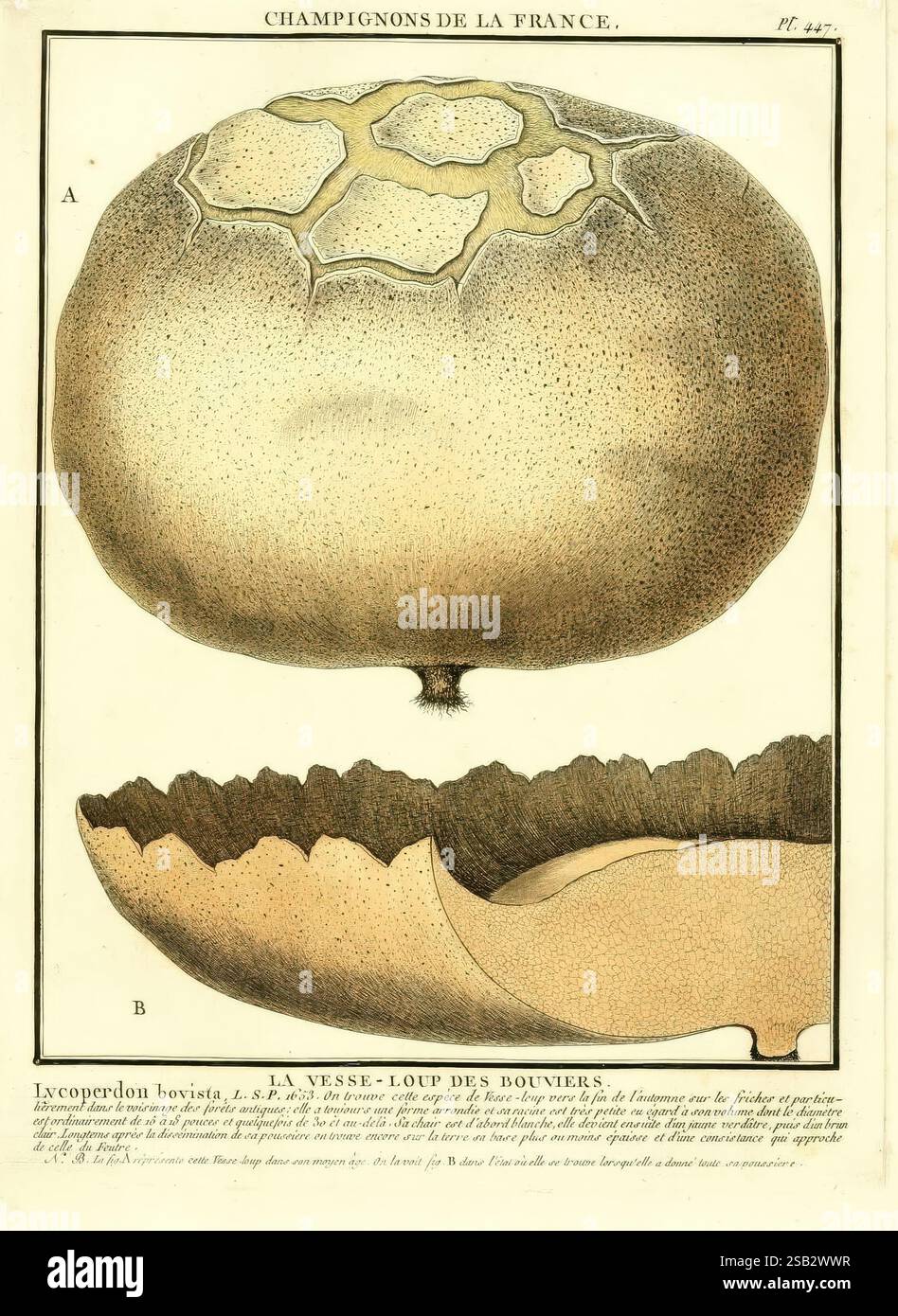 Spongy structure characteristic hi-res stock photography and images - Alamy