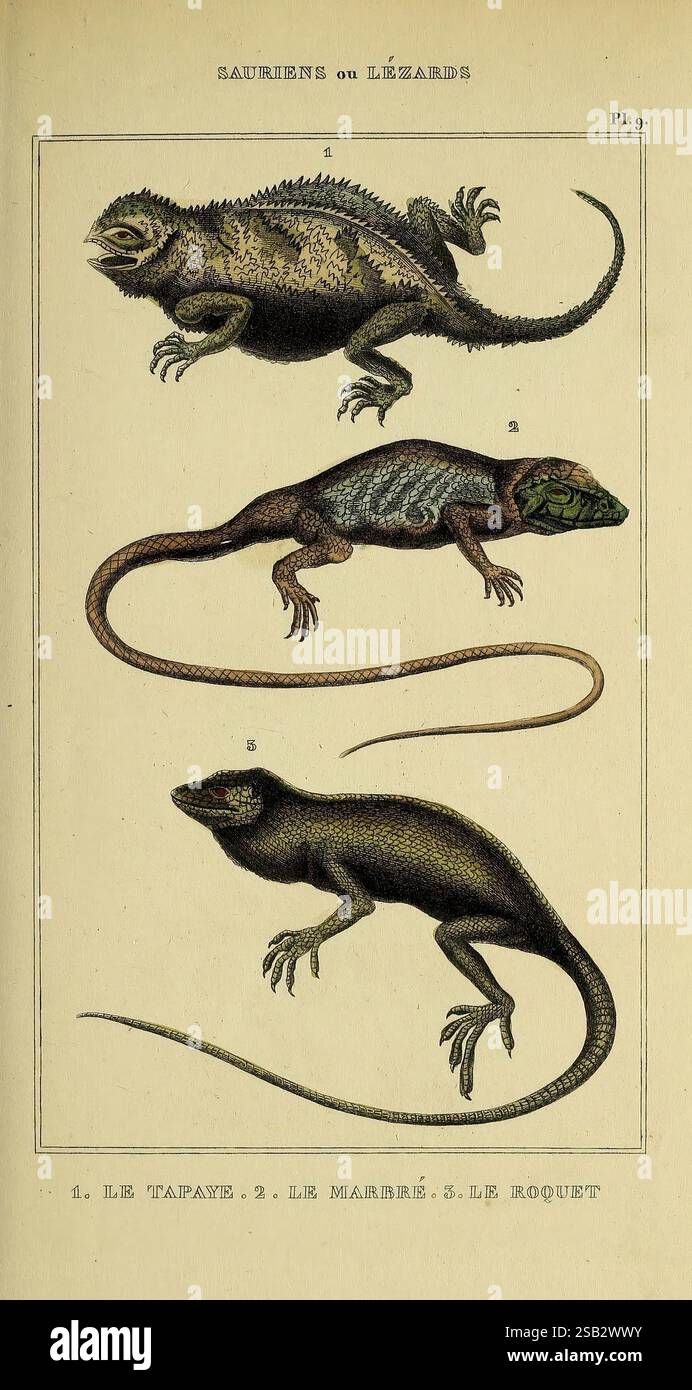 Three distinct lizard species hi-res stock photography and images - Alamy