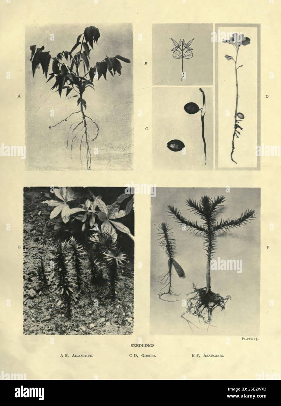 Seedling specimens labeled hi-res stock photography and images - Alamy