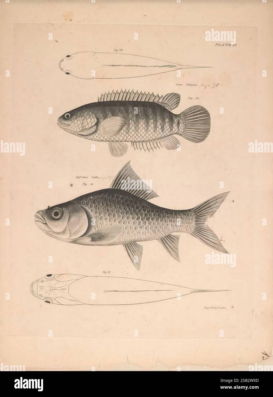 An account of the fishes found in the river Ganges and its branches ...