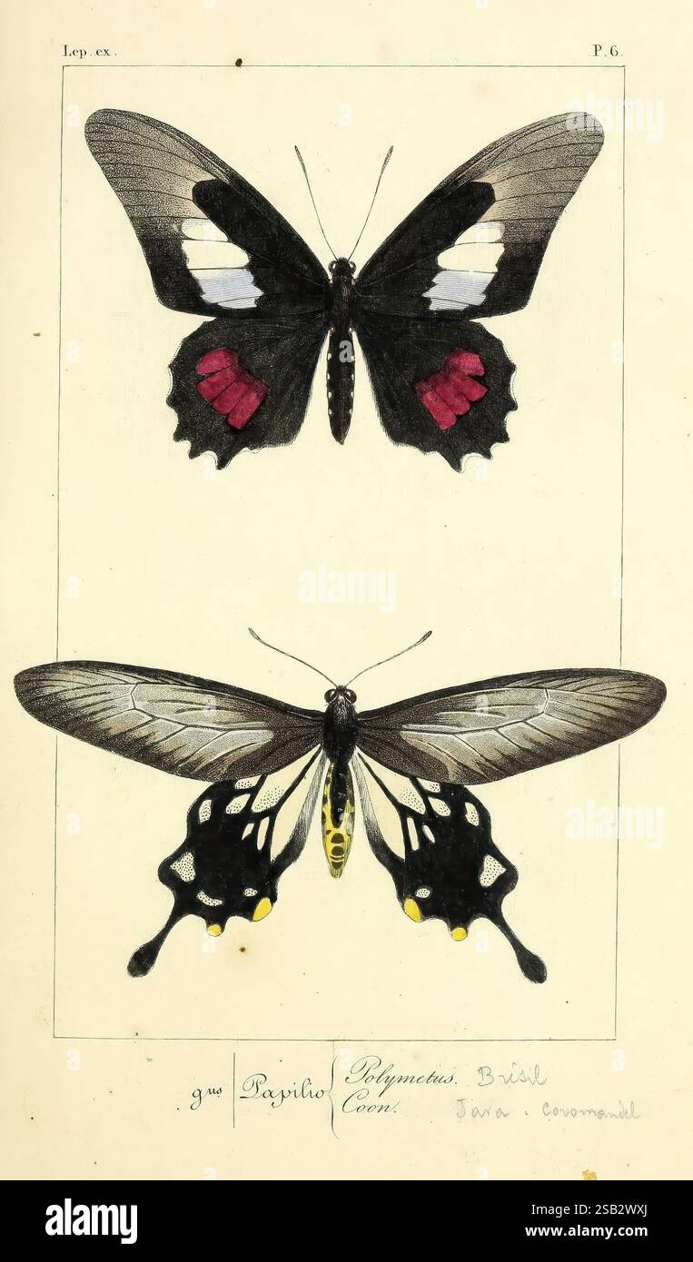 Butterfly exhibits unique markings hi-res stock photography and images ...