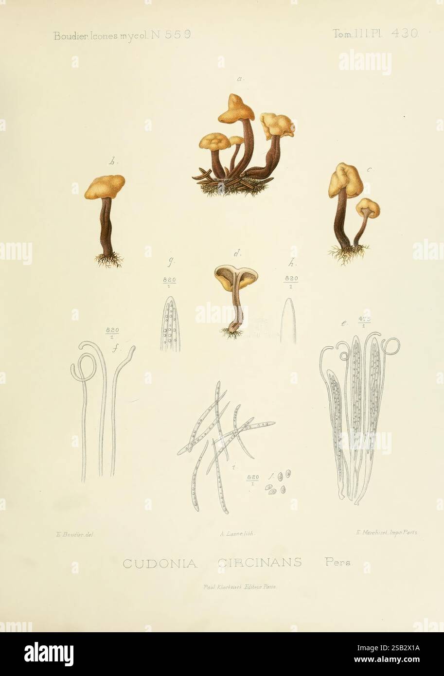 Funguss gill patterns hi-res stock photography and images - Alamy