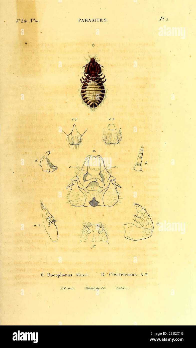 Parasites dorsal view hi-res stock photography and images - Alamy