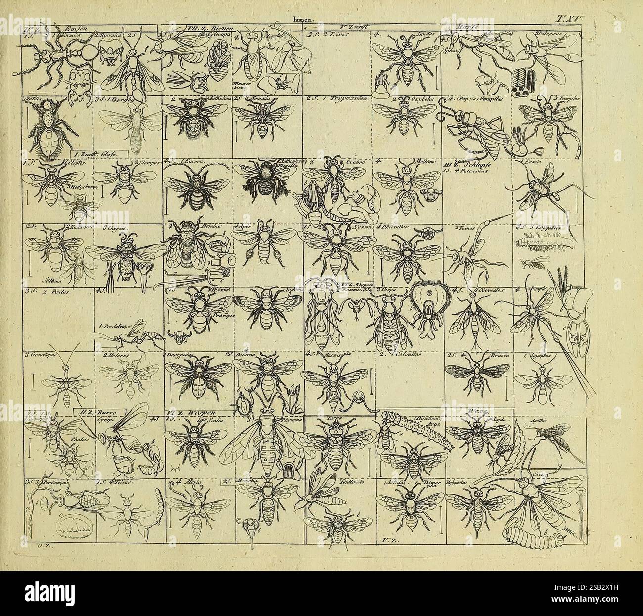 Showcasing distinctive characteristics hi-res stock photography and ...