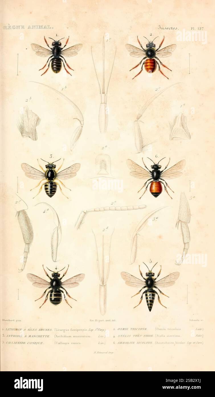 Depictions of various bee species hi-res stock photography and images ...