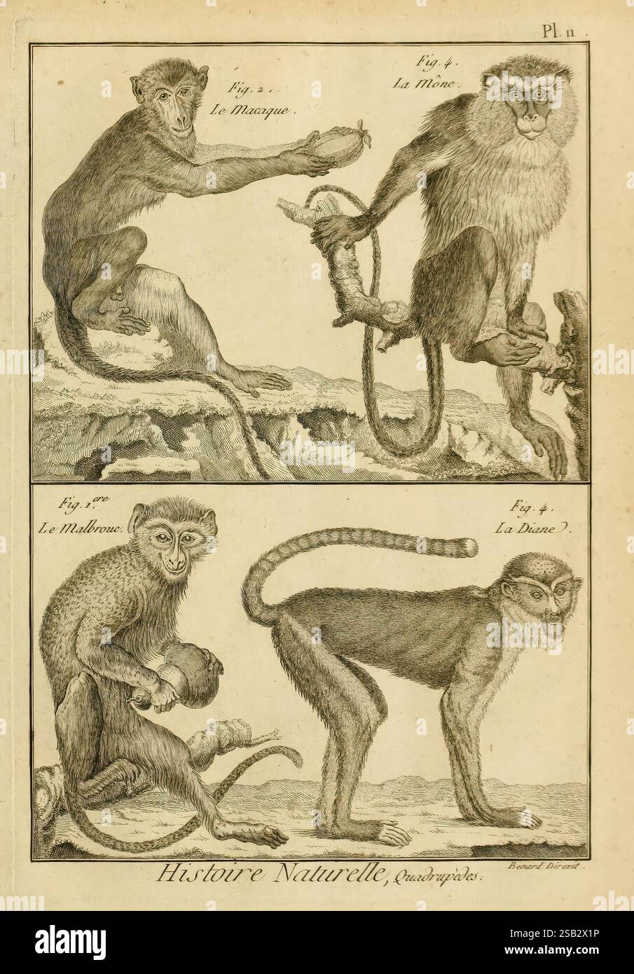 Mammalogie, ou, Description des espèces de mammifères, A Paris, Chez ...