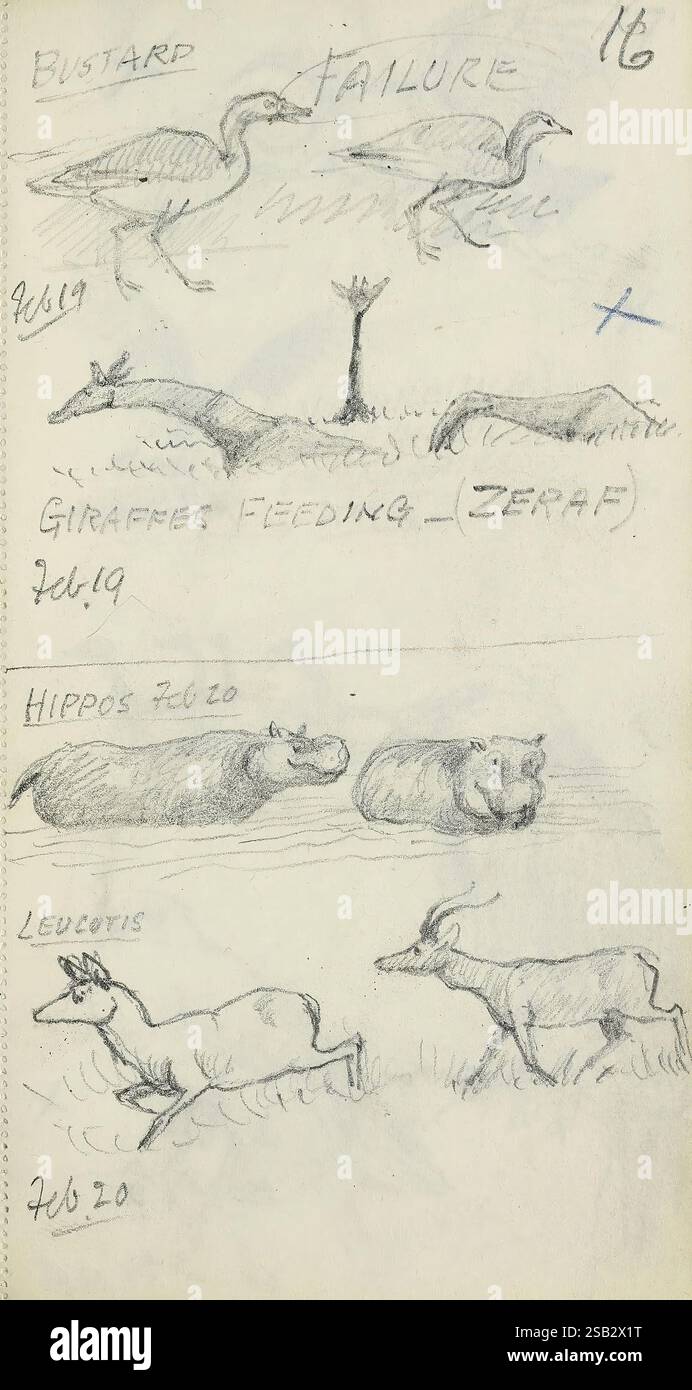 Abel Chapman's Sudan sketchbooks, between 1913 and 1919, This ...