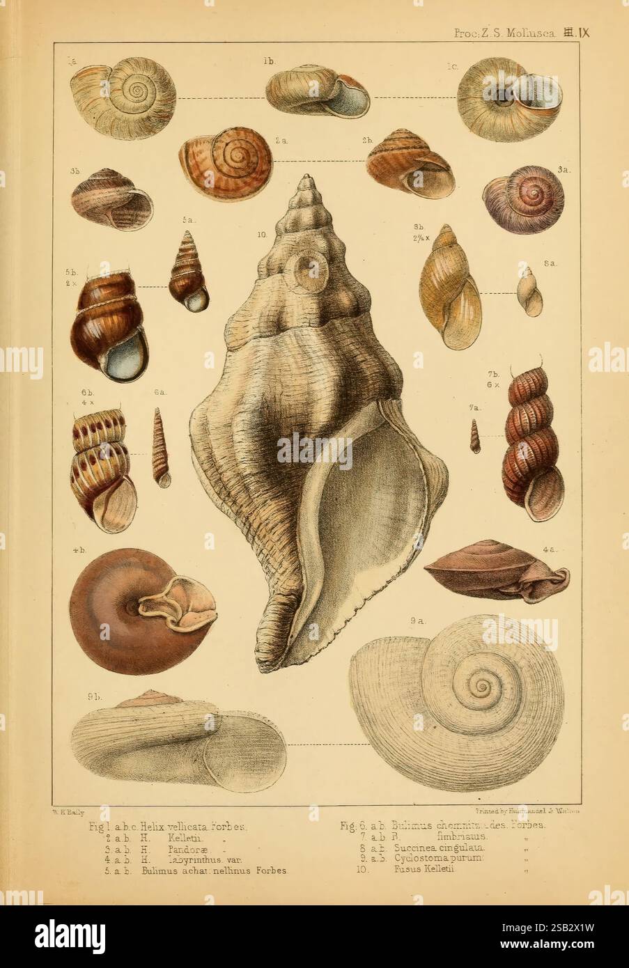 Prominent shell types hi-res stock photography and images - Alamy