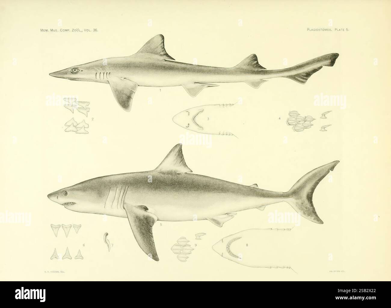 Upper shark displays hi-res stock photography and images - Alamy