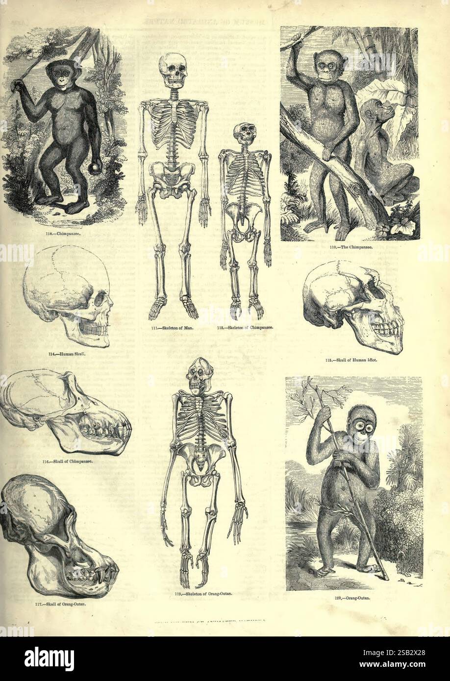 The Pictorial Museum of Animated Nature v.1. London, C. Cox, [1844 ...