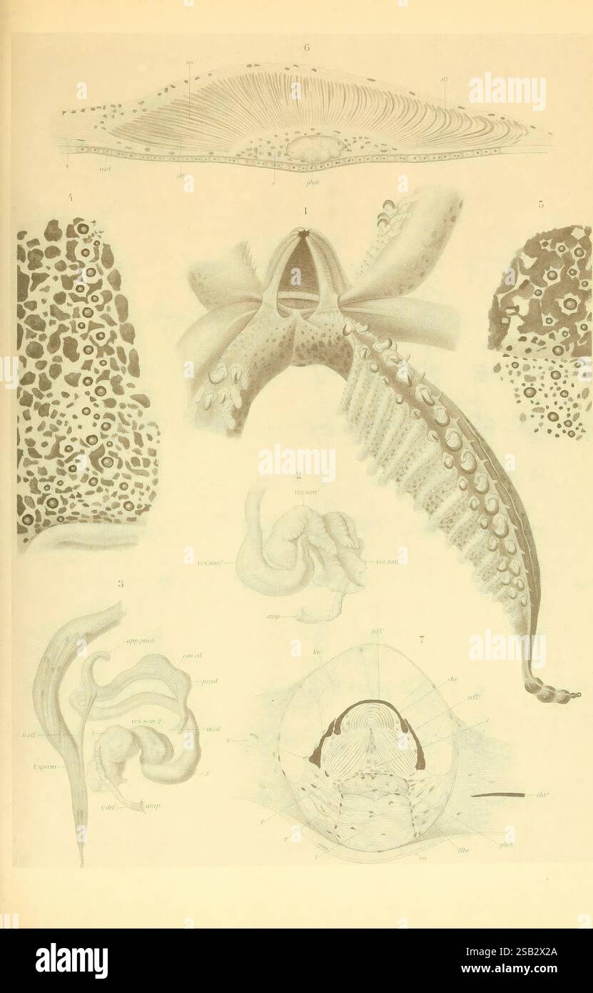 Labeled section showcases distinct structures hi-res stock photography ...