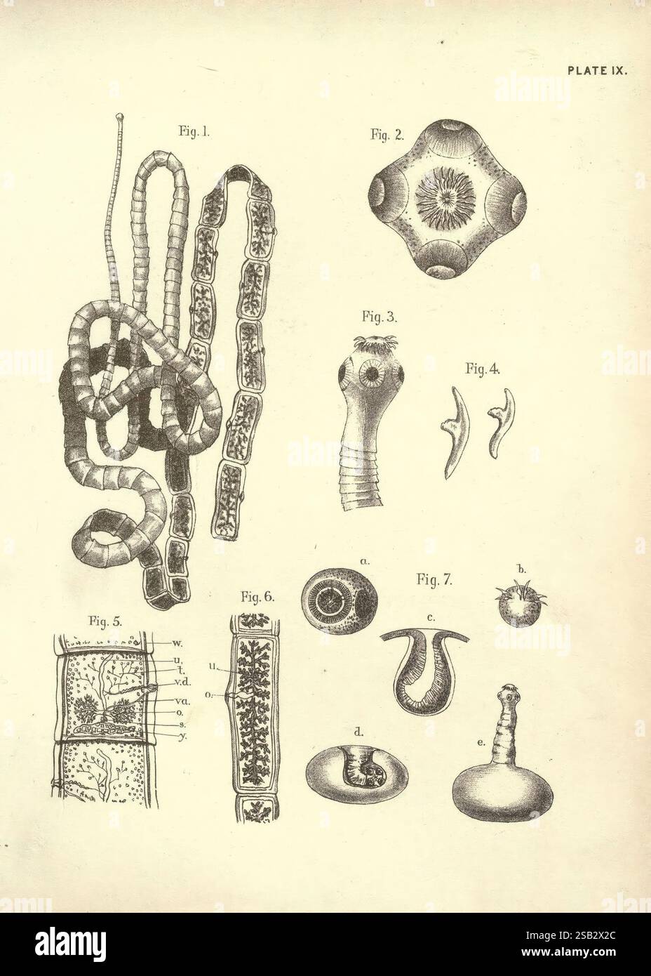 Illustrations of zoology: invertebrates & vertebrates Edinburgh Y.J ...