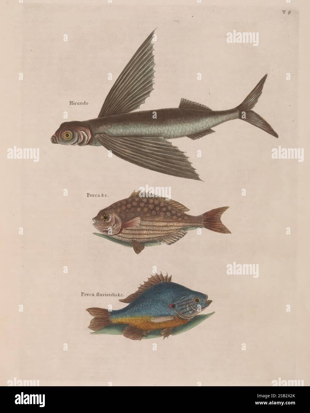Composition features three distinct fish species hi-res stock ...