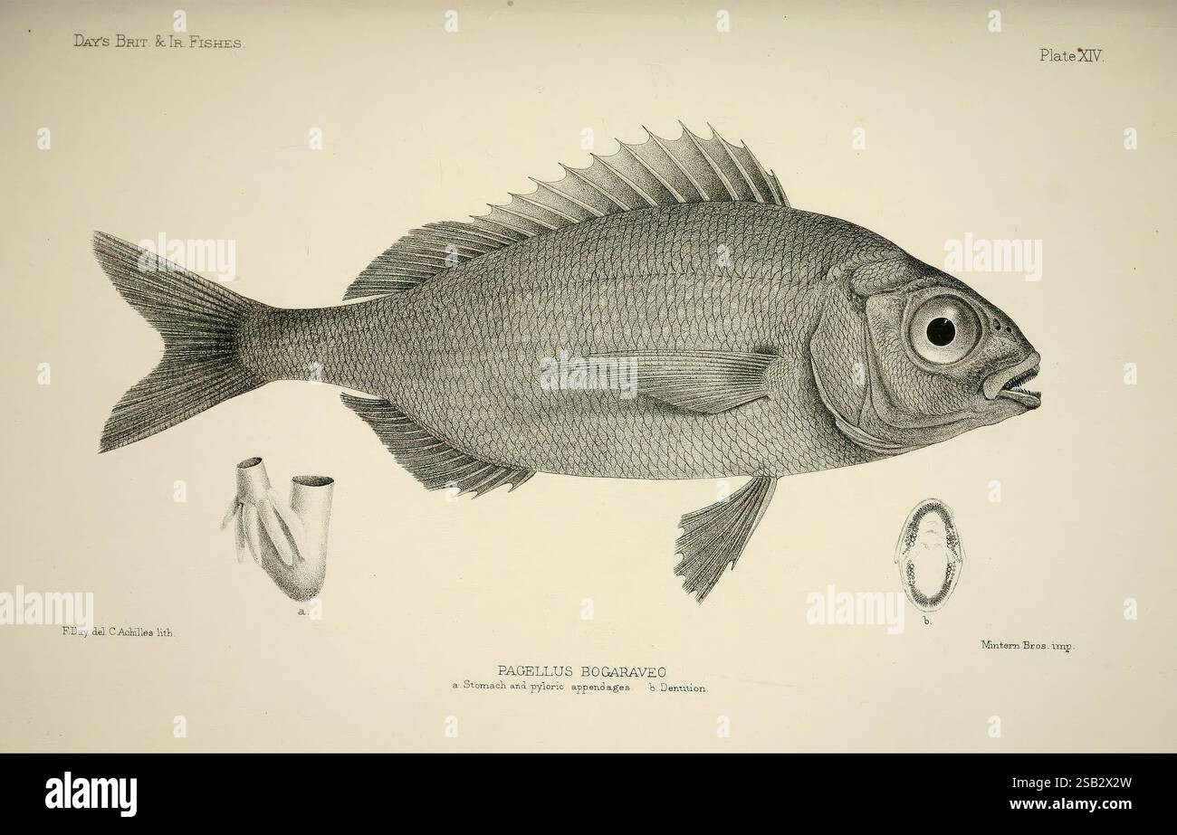 The fishes of Great Britain and Ireland Edinburgh Williams and Norgate ...