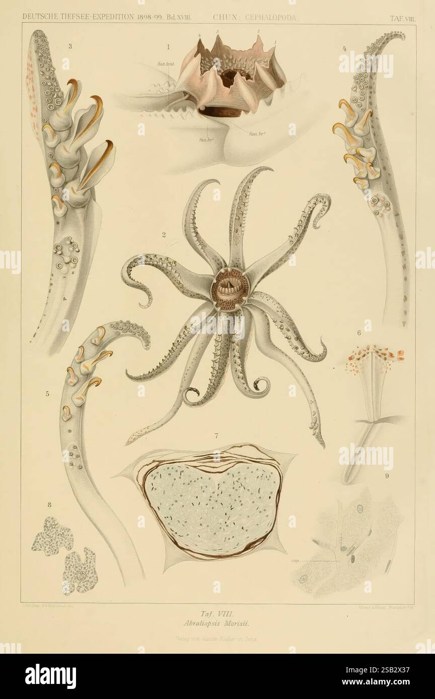Detailed illustration presents various marine cephalopods hi-res stock ...