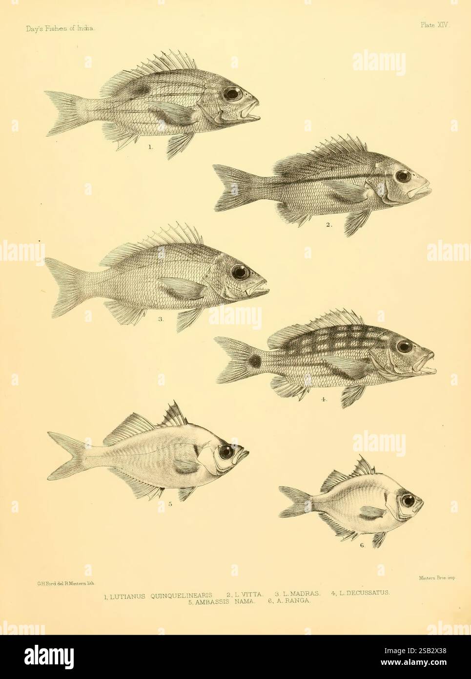 The fishes of India, [1875]-1878. India, Burma, Indian Ocean, Sri Lanka ...