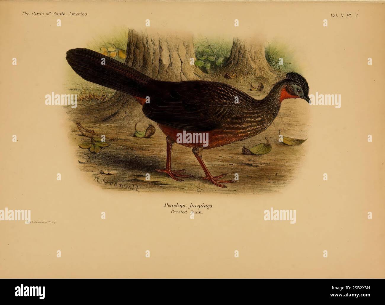 The birds of South America London, R. H. Porter [etc, 1912] South ...