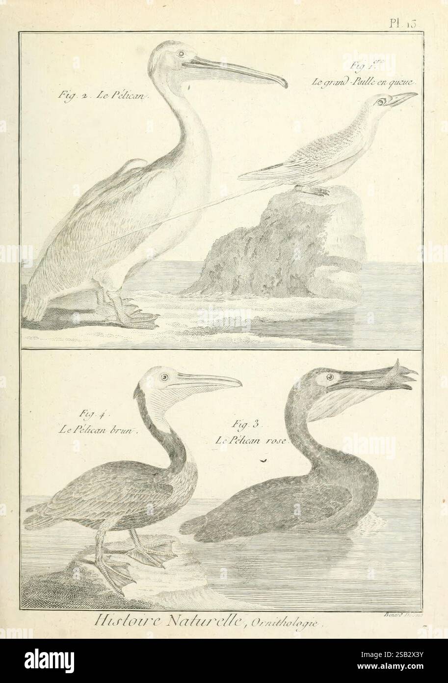 Tableau encyclopédique et méthodique des trois règnes de la nature A ...