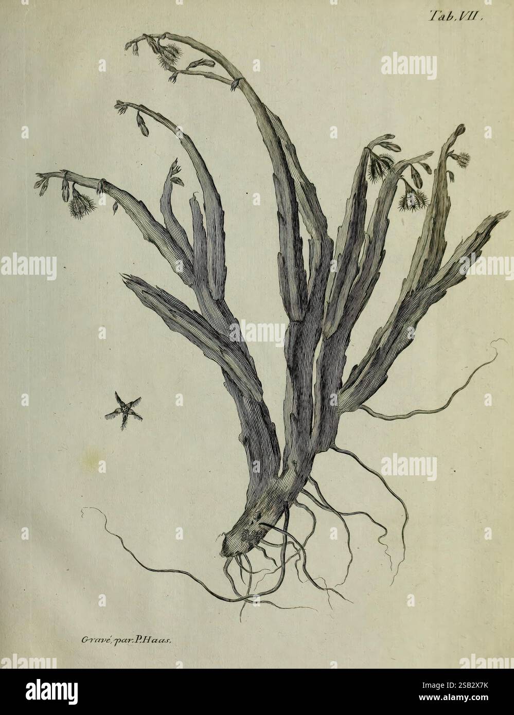 Arabian flair hi-res stock photography and images - Alamy