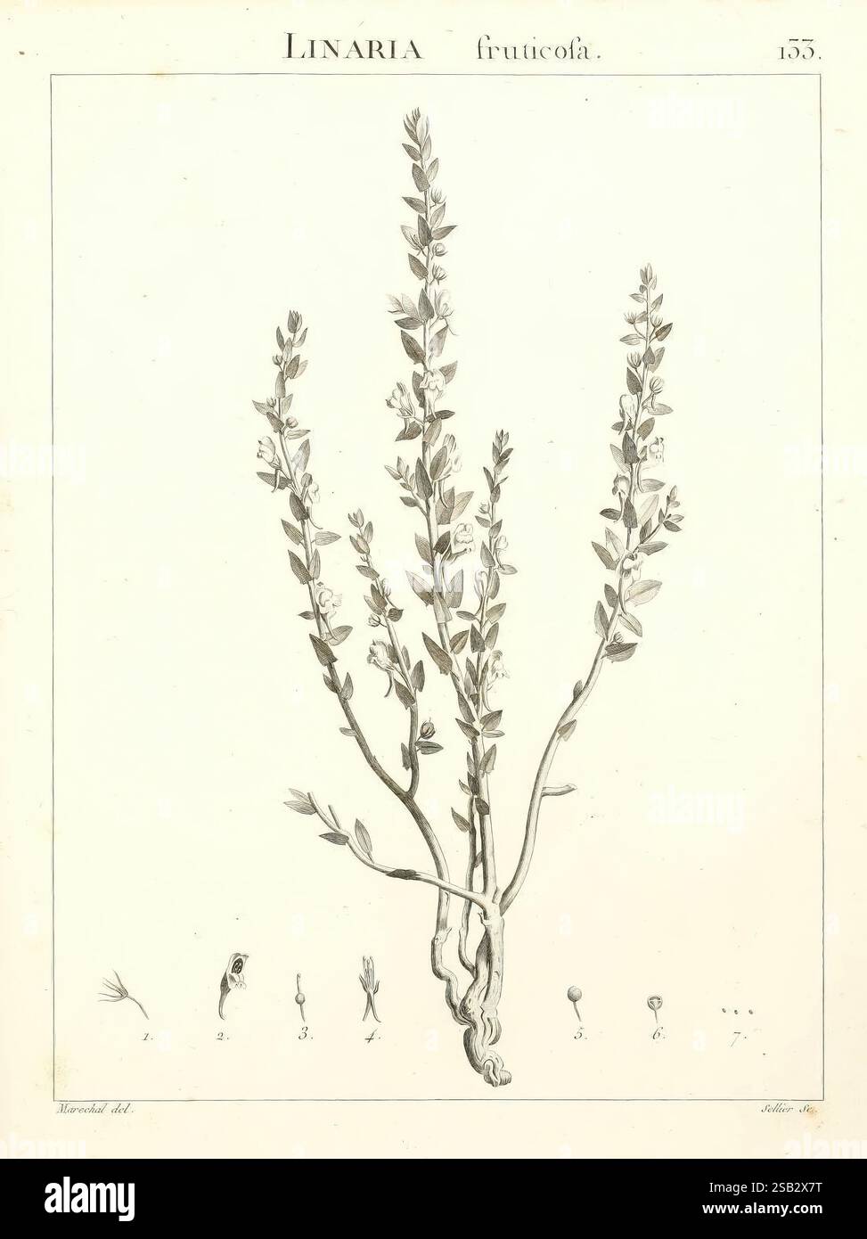 Plant linaria fruticola hi-res stock photography and images - Alamy