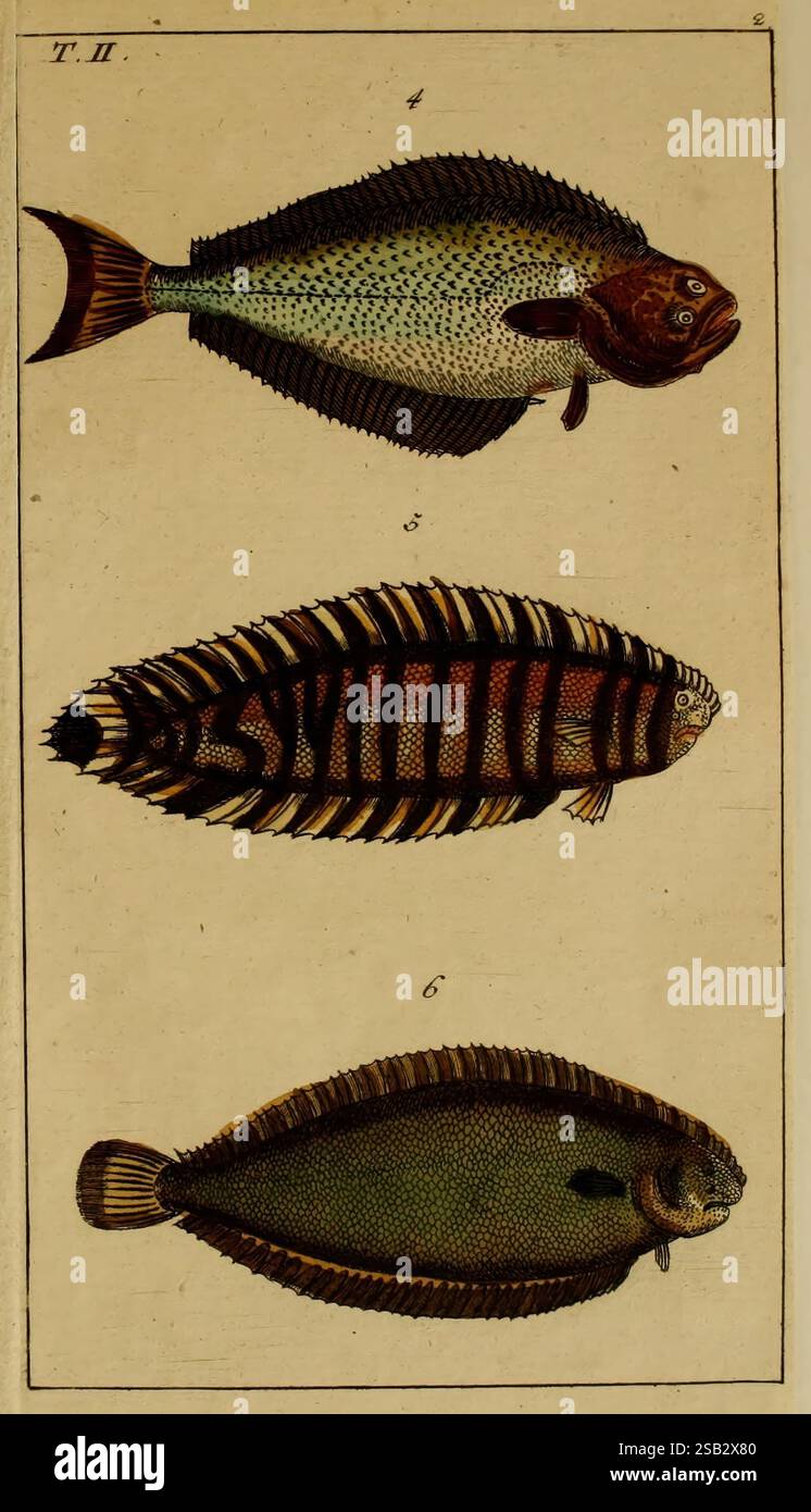 Featuring small fins hi-res stock photography and images - Alamy