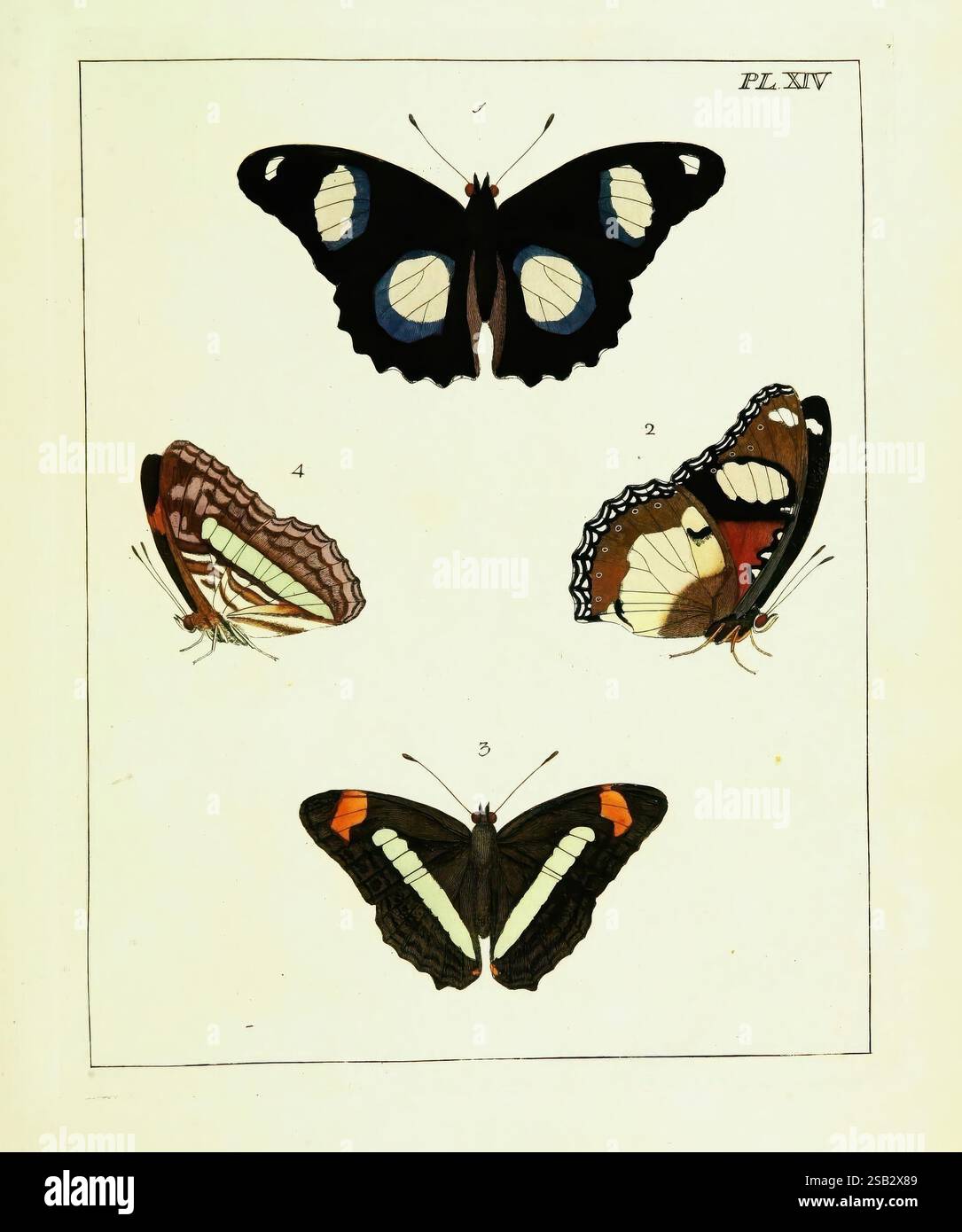 Third butterfly flaunts hi-res stock photography and images - Alamy