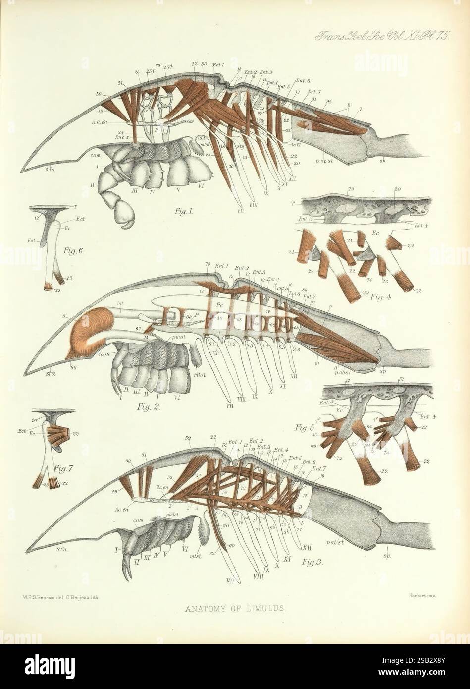 On the muscular and endoskeletal systems of Limulus and Scorpio, n.p ...