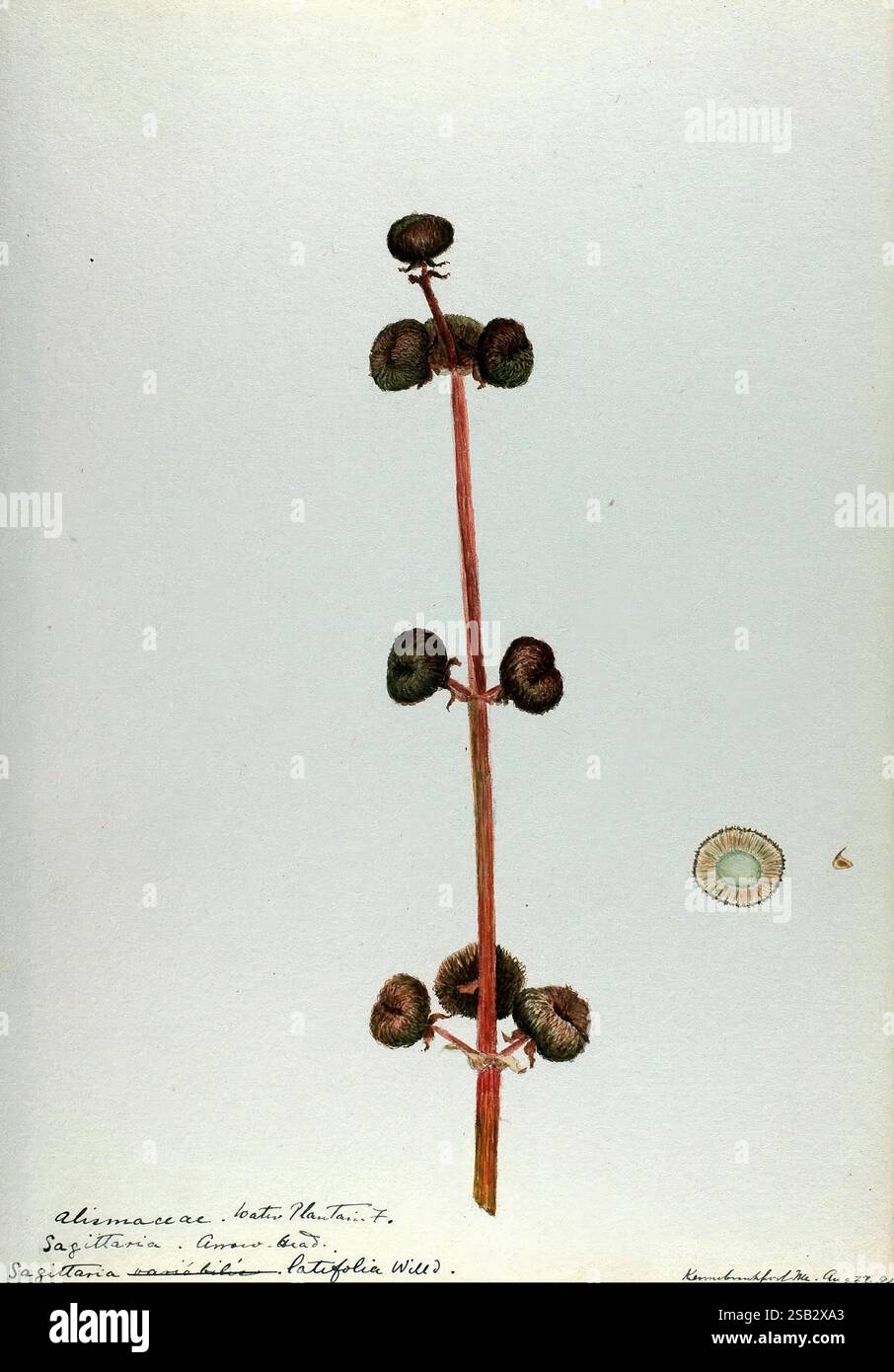 Several rounded leaves hi-res stock photography and images - Alamy