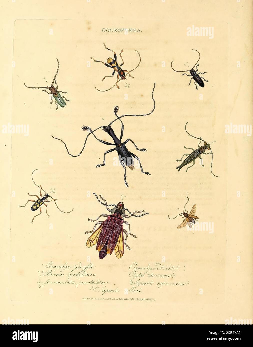 Clytus thoracicus hi-res stock photography and images - Alamy