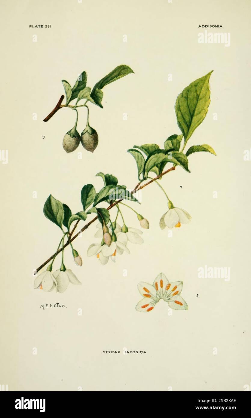 Styrax japonica plant hi-res stock photography and images - Alamy