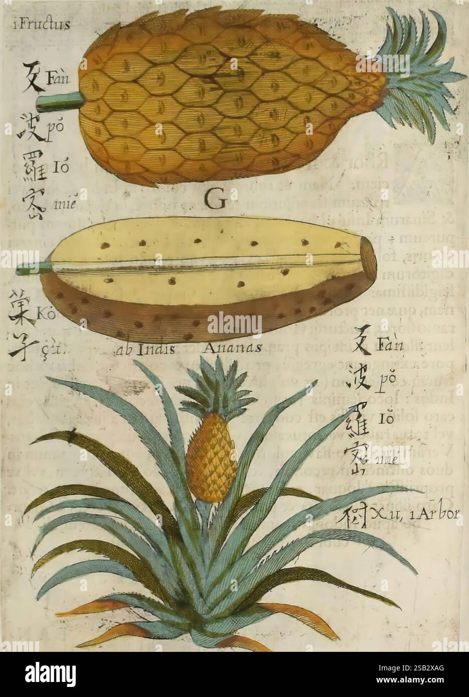 Flora Sinensis Viennae Austriae Typis M. Rictij 1656 China Floras ...
