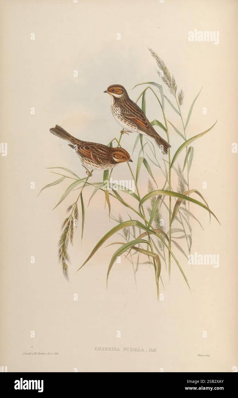Scene showcases two small birds hi-res stock photography and images - Alamy