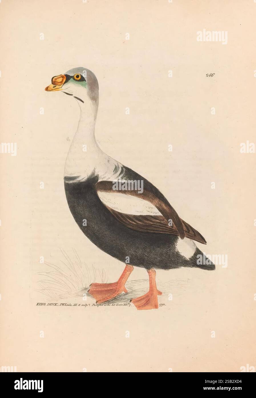 The birds of Great Britain, 1795-1801, Museum of Comparative Zoology, A ...