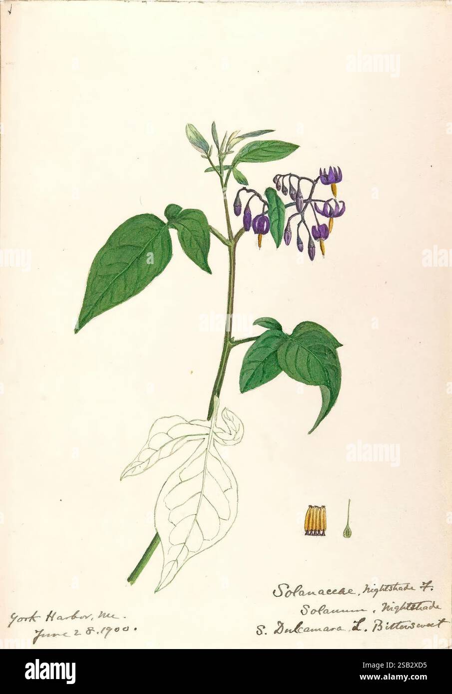 Species solanum nigrum hi-res stock photography and images - Alamy