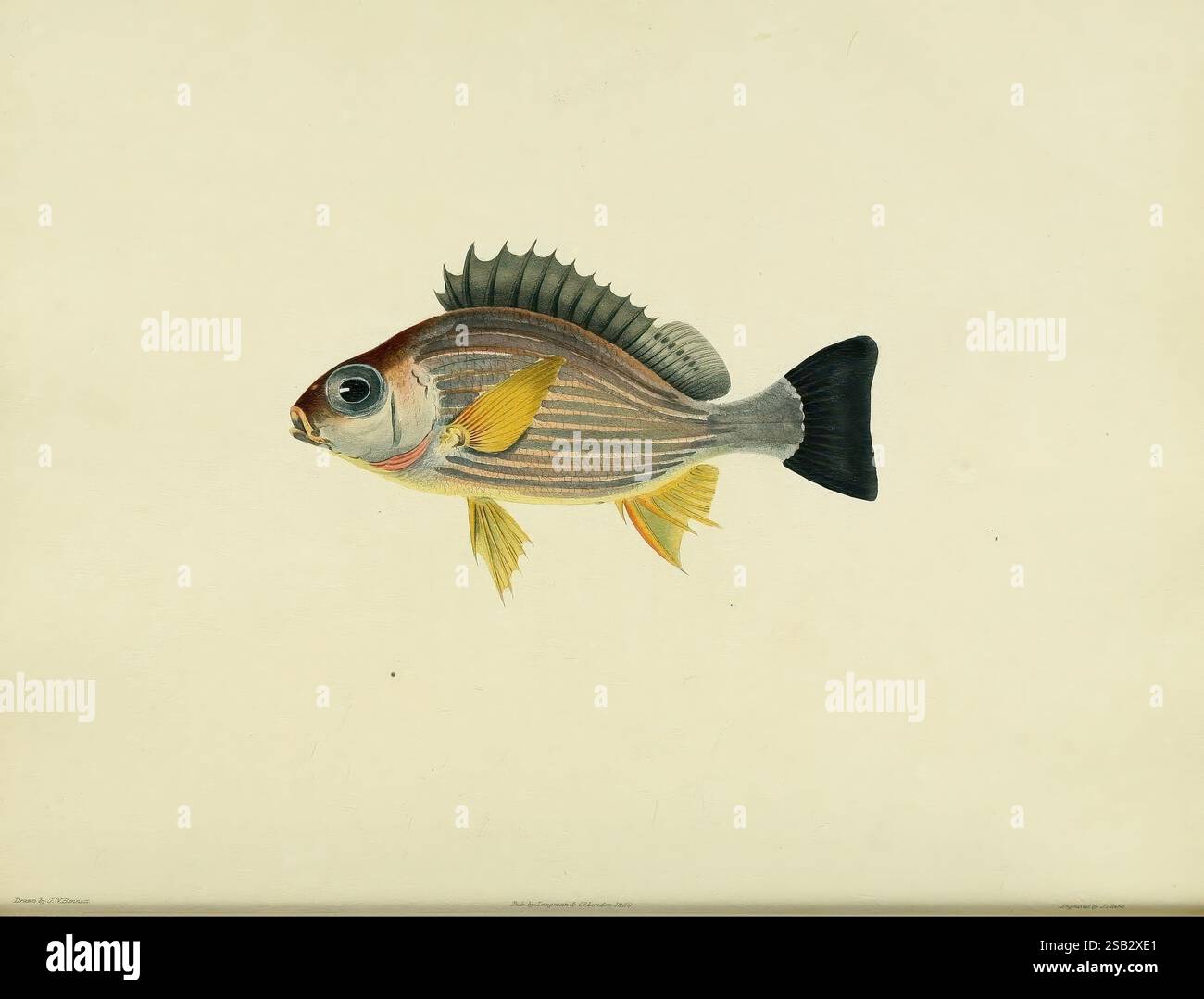 Fishs unique anatomy hi-res stock photography and images - Alamy