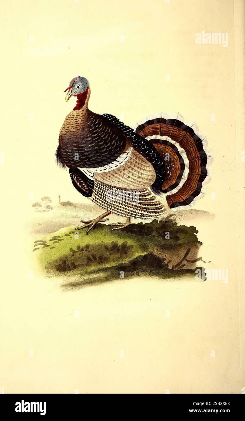 Turkeys long tail fan hi-res stock photography and images - Alamy