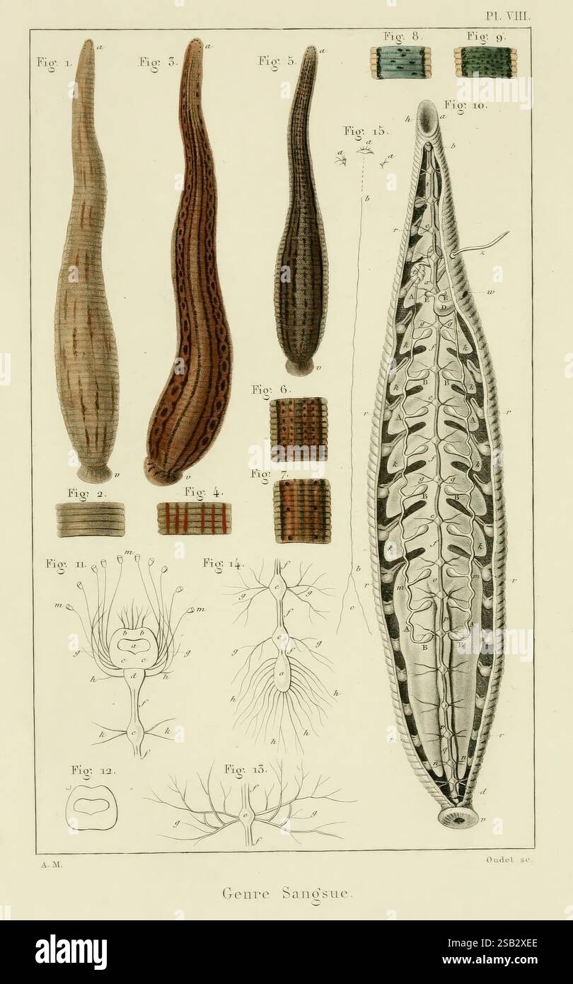 Monographie de la famille des hirudinées, Paris, J. B. Baillière, 1846 ...