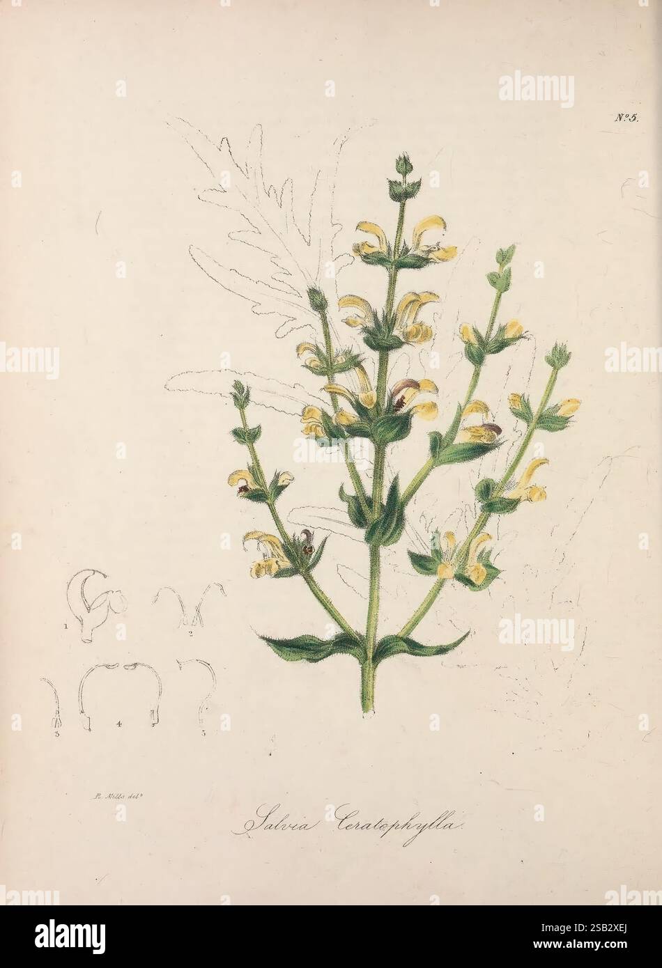 Labiatae carthophyllus hi-res stock photography and images - Alamy