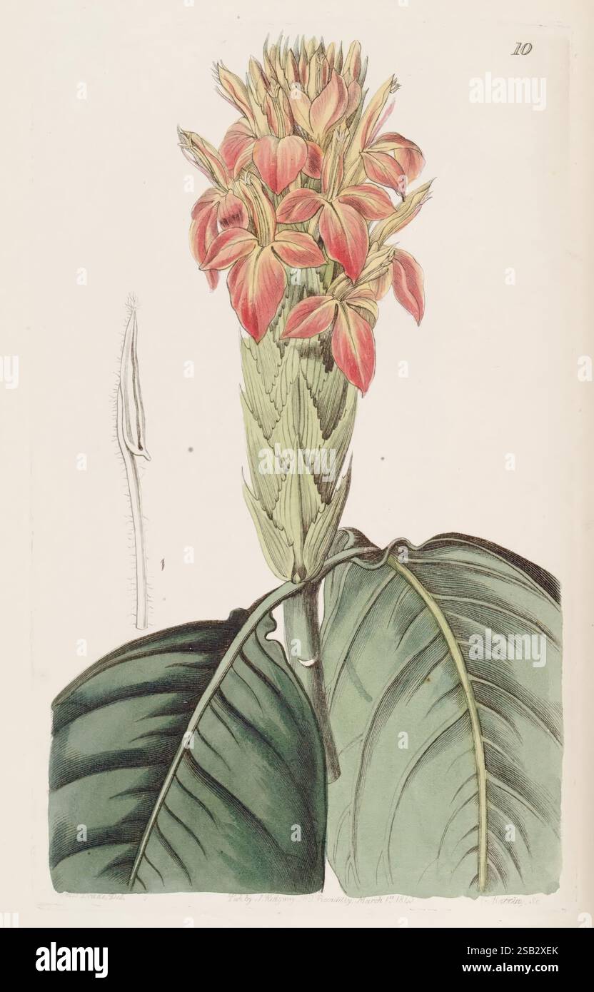 Plant introduction plants ornamental 35 sarah ann drake 2 women hi-res ...