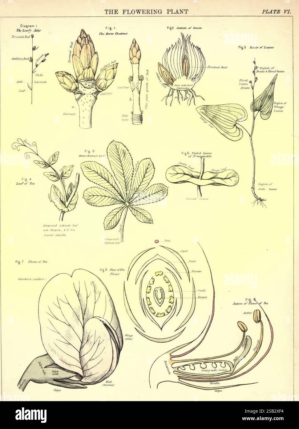 Guide focuses on study hi-res stock photography and images - Alamy